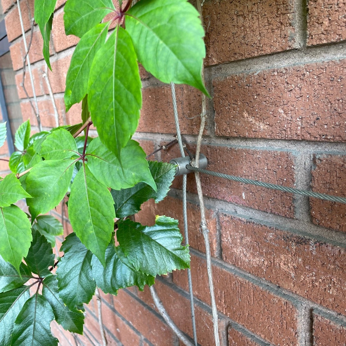 Green Trellis Mounting Bracket Pergola Wire Trellis For The Perfect