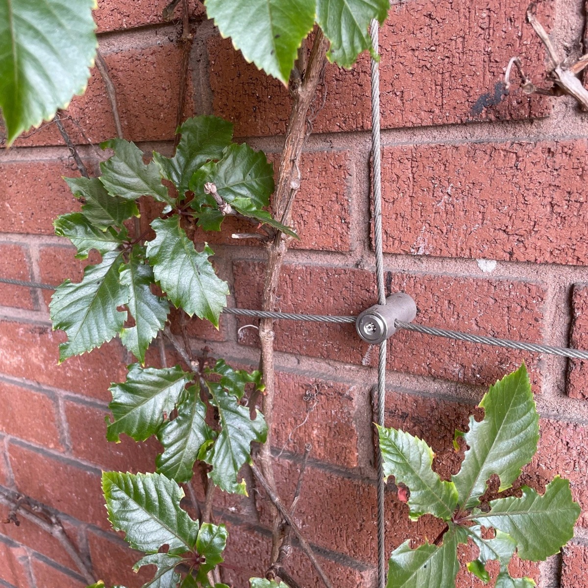 Trellising Wire Against Wall
